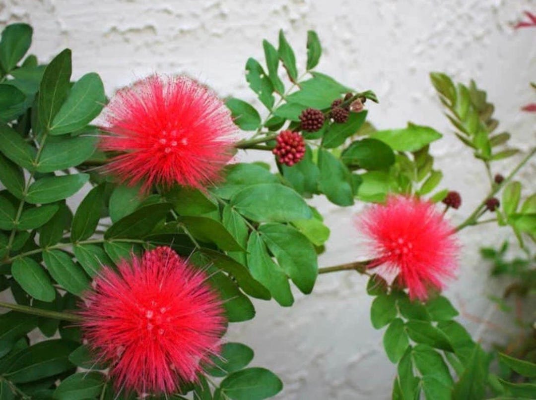 Red Dwarf Powder Puff~rooted Starter Plant~calliandra Haematocephala ...