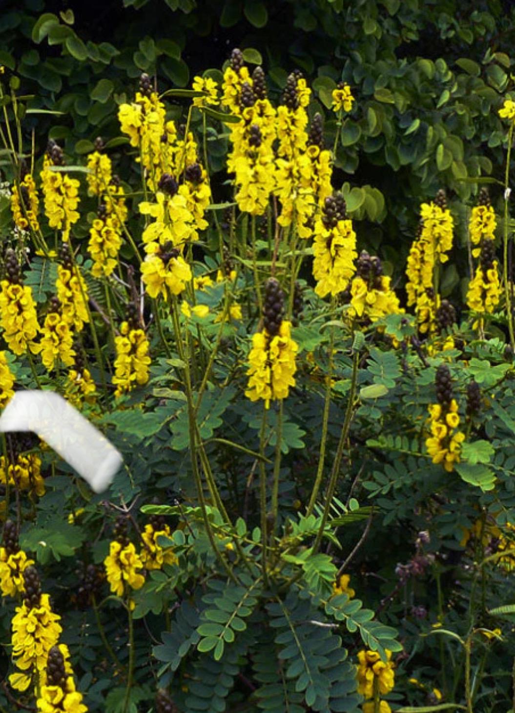 Popcorn Cassia Senna Didymotbotrya Plant~small Rooted Starter Plant ...