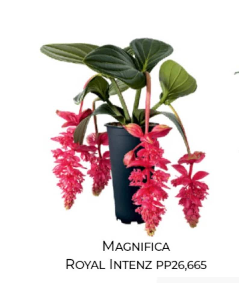 Royal Intenz Magnifica Medinilla Plantlive Well Rooted - Etsy