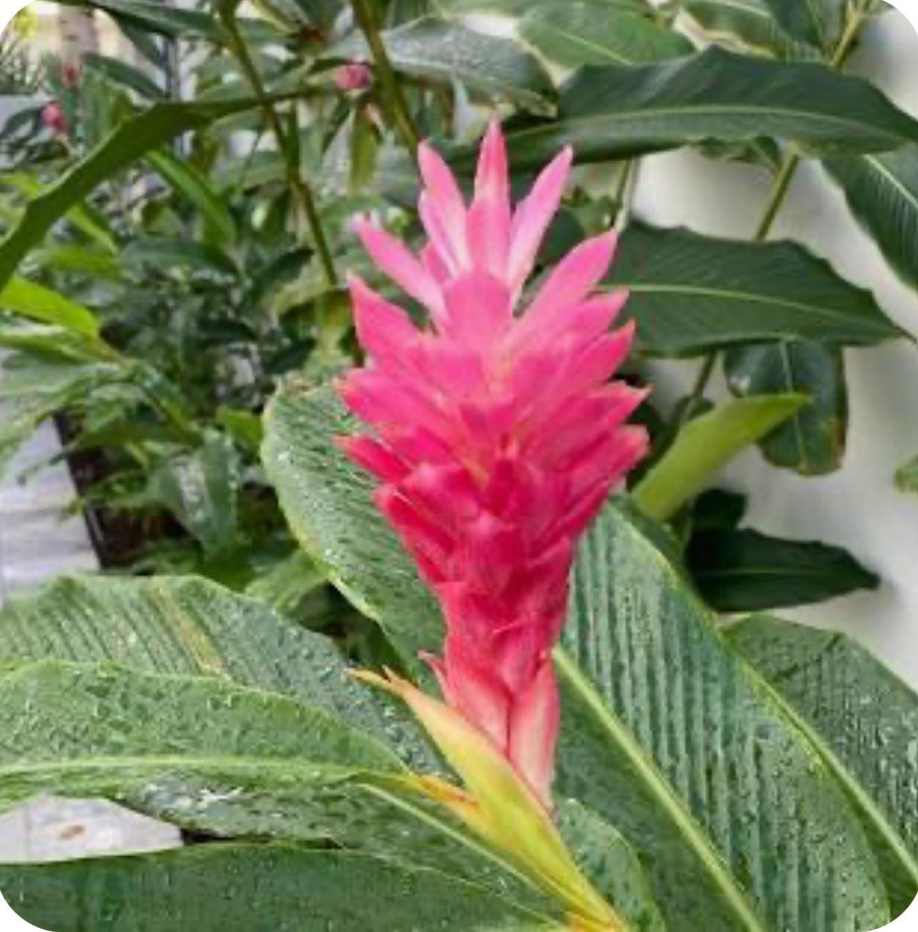 Hawaiian Hot Pink Ginger-alpinia Purpurata-small ROOTED STARTER Plant 6 ...