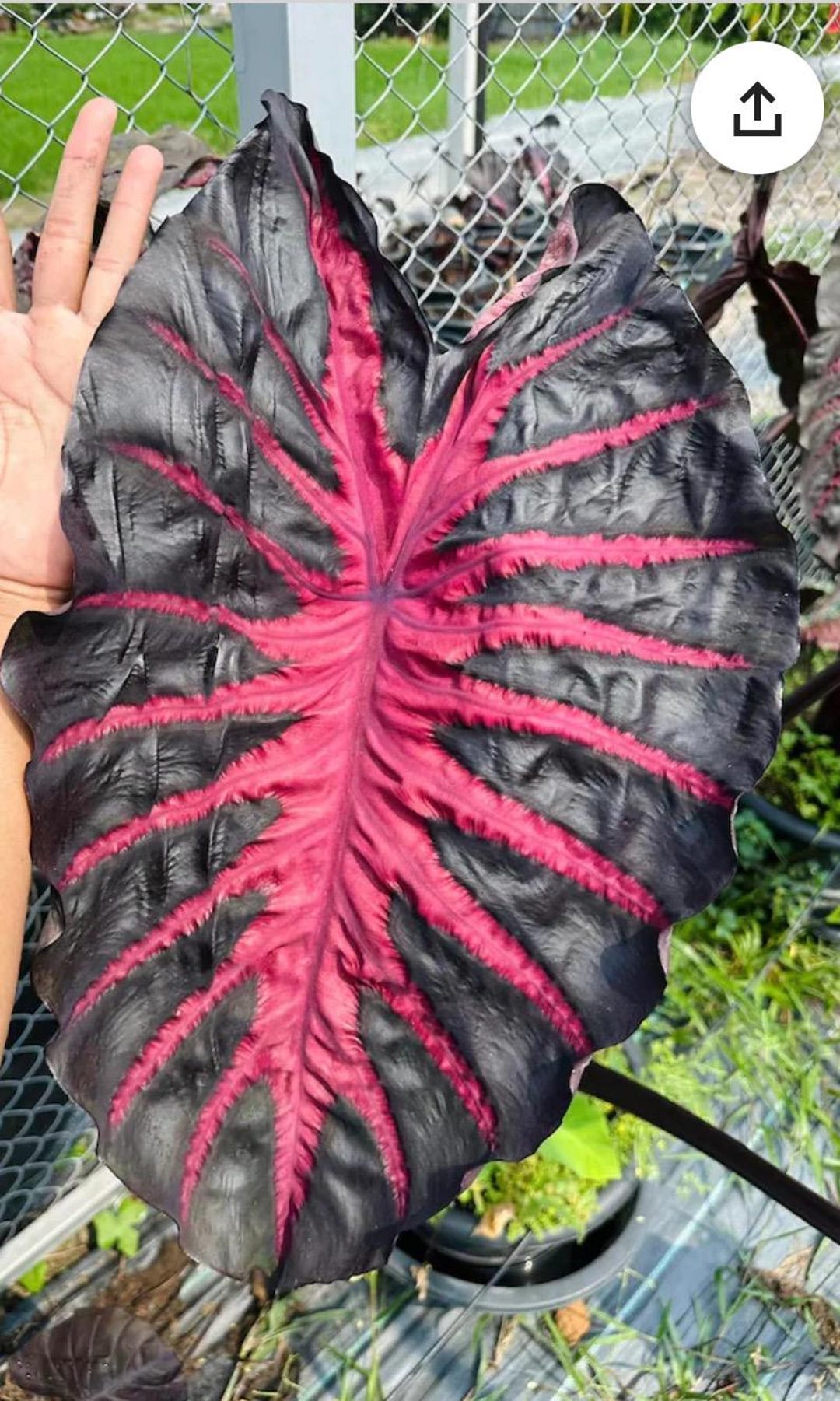 Redemption - Colocasia Esculenta- Elephant Ear - SMALL ROOTED STARTER ...