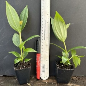 Royal Intenz Magnifica Medinilla Plant~~live Well Rooted Starter Plant ...