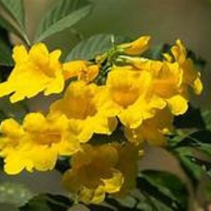Bignonia Yellow Crossvine*rooted SMALL Rooted Starter Plant**attracts ...