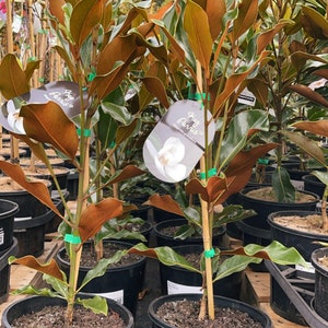 Kay Parris~~evergreen Southern Magnolia Grandifolia Tree~ 20-28 Inch ...