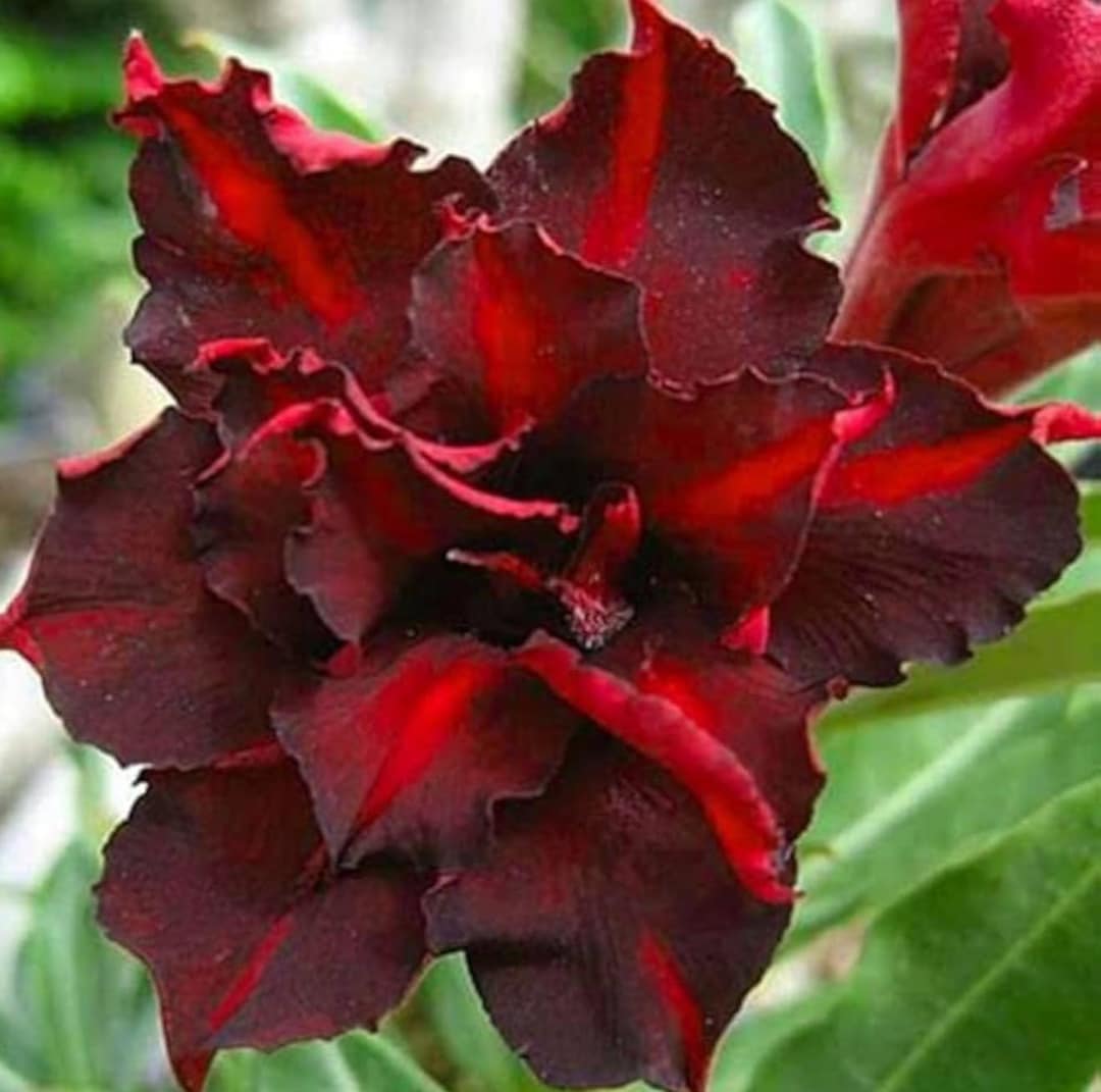 Fire Breathing Dragon~ Desert Rose Adenium Obesum SMALL Rooted Seedling ...