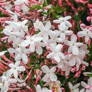 Pink Jasmine AKA Pink Star Jasmine~~jasminum Polyanthum~~small Rooted ...