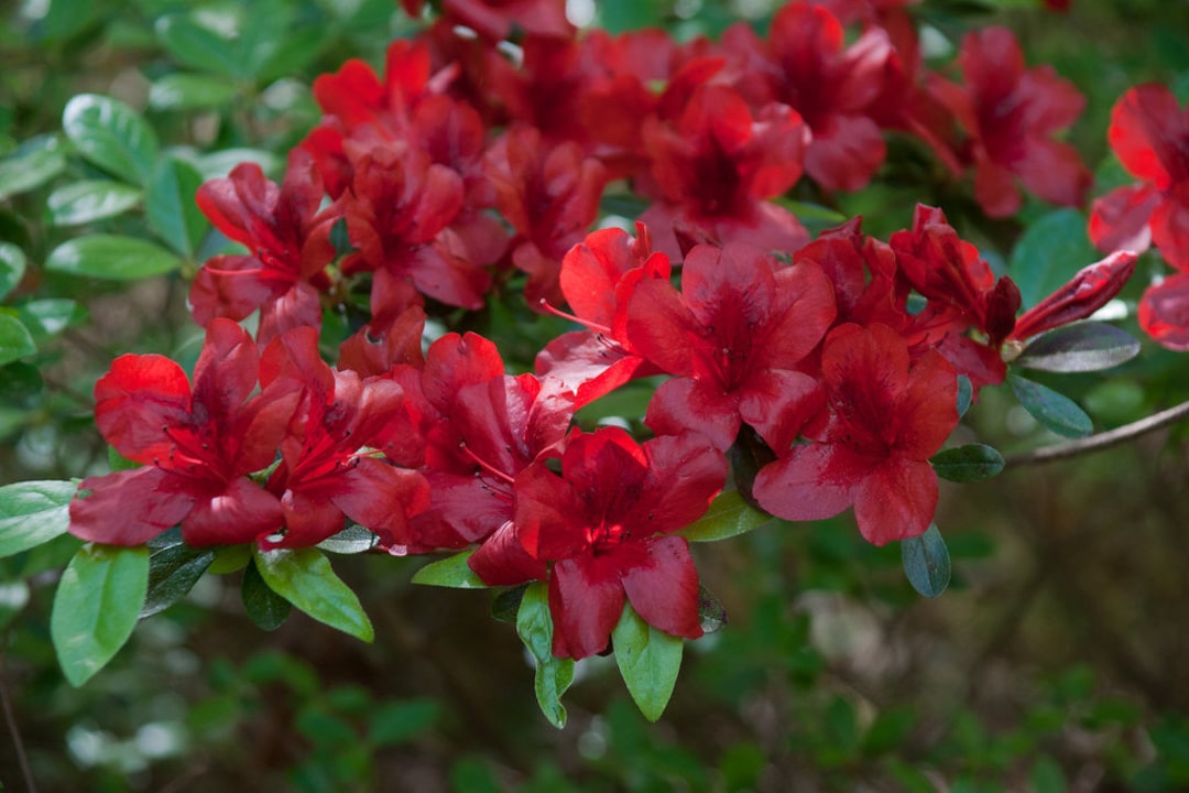 MIDNIGHT Flare~~azalea Rhododendron Deciduous Small Rooted Starter ...