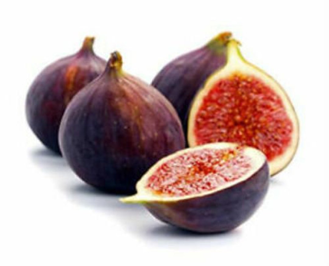 Beer's Black Fig-ficus Carica - Live Well Rooted STARTER Plant - Etsy