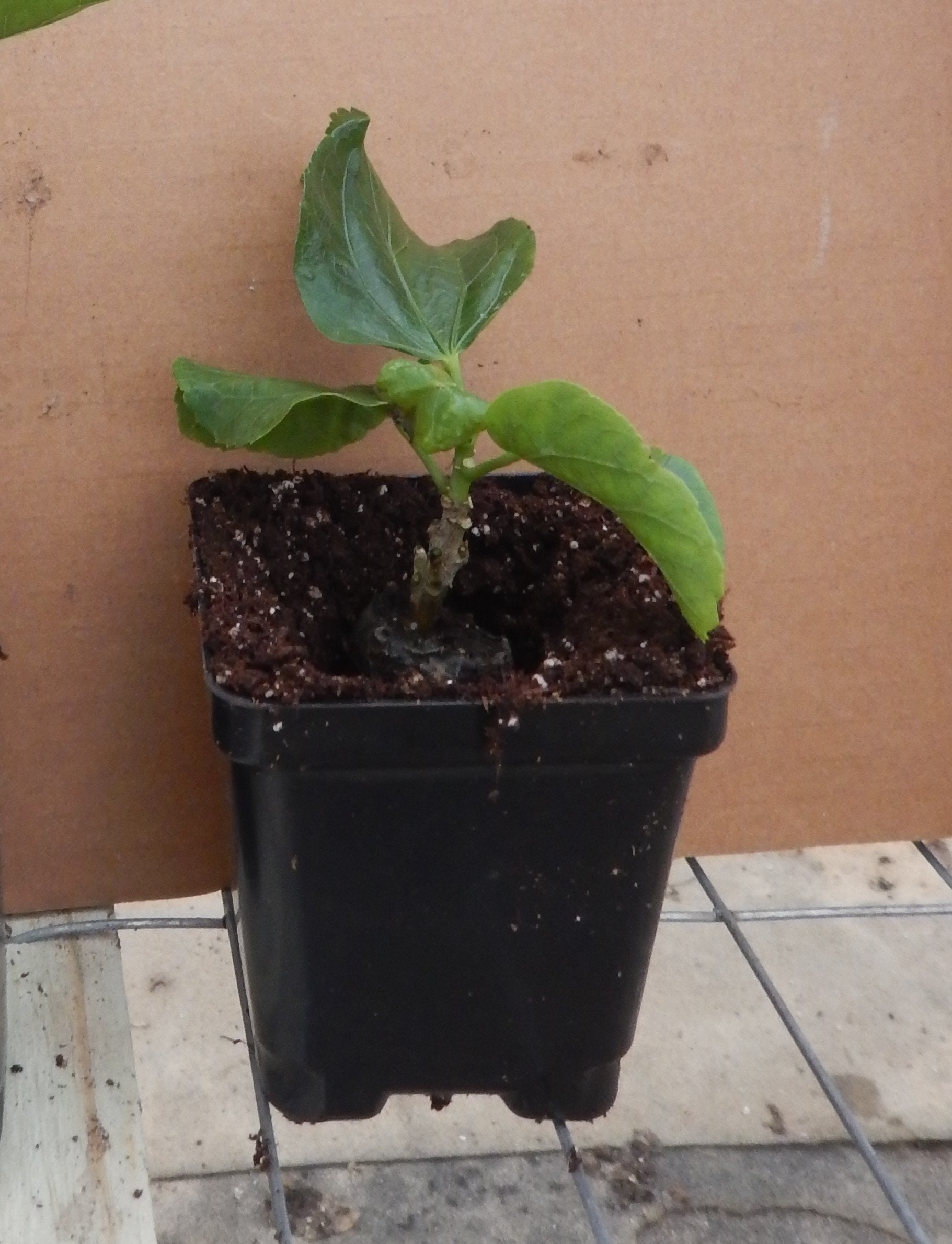 Spectroflashsmall Rooted Tropical Hibiscus Starter - Etsy