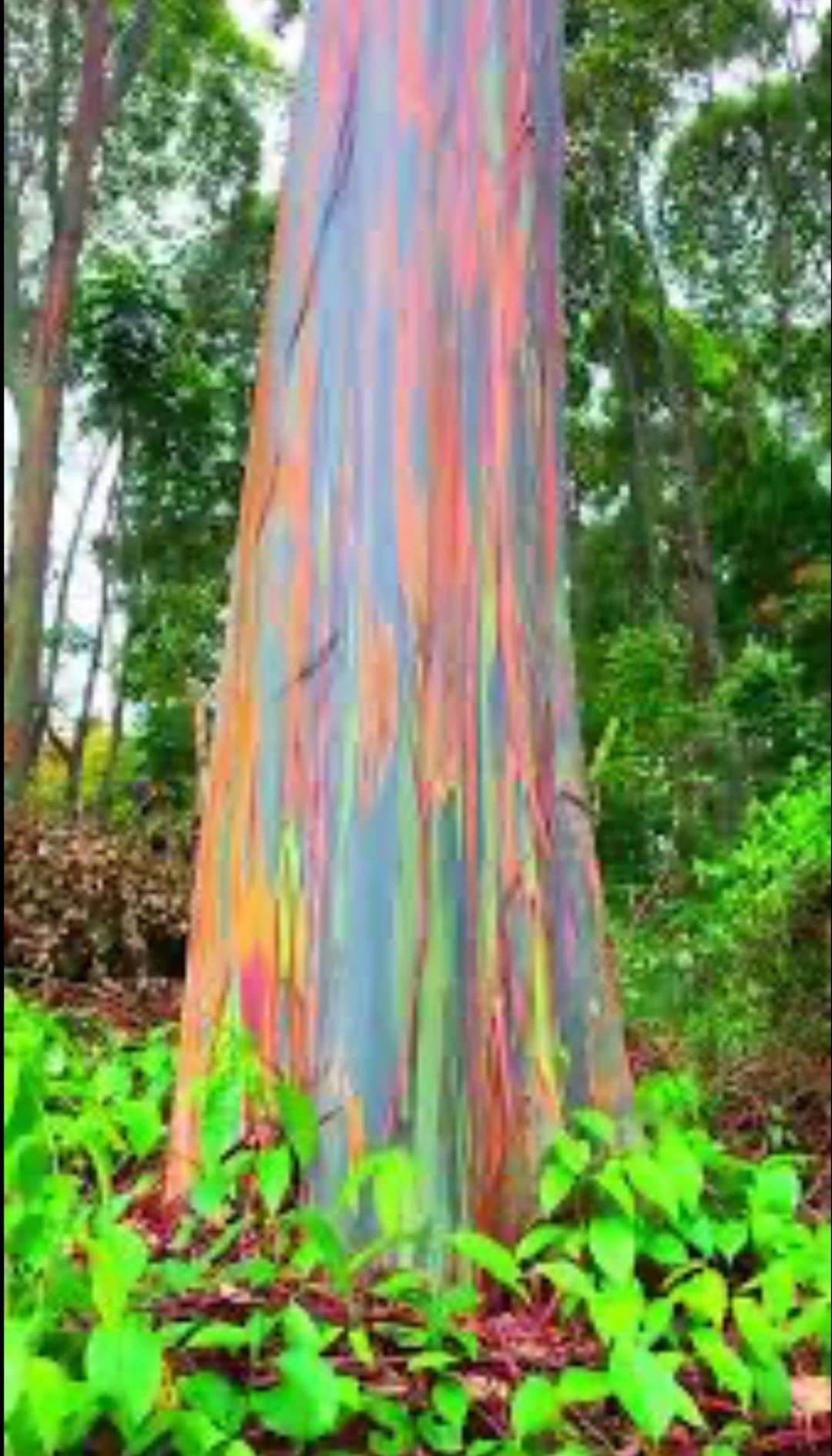 Rainbow Eucalyptus Deglupta Well Rooted Starter Tree Seedling Sapling ...