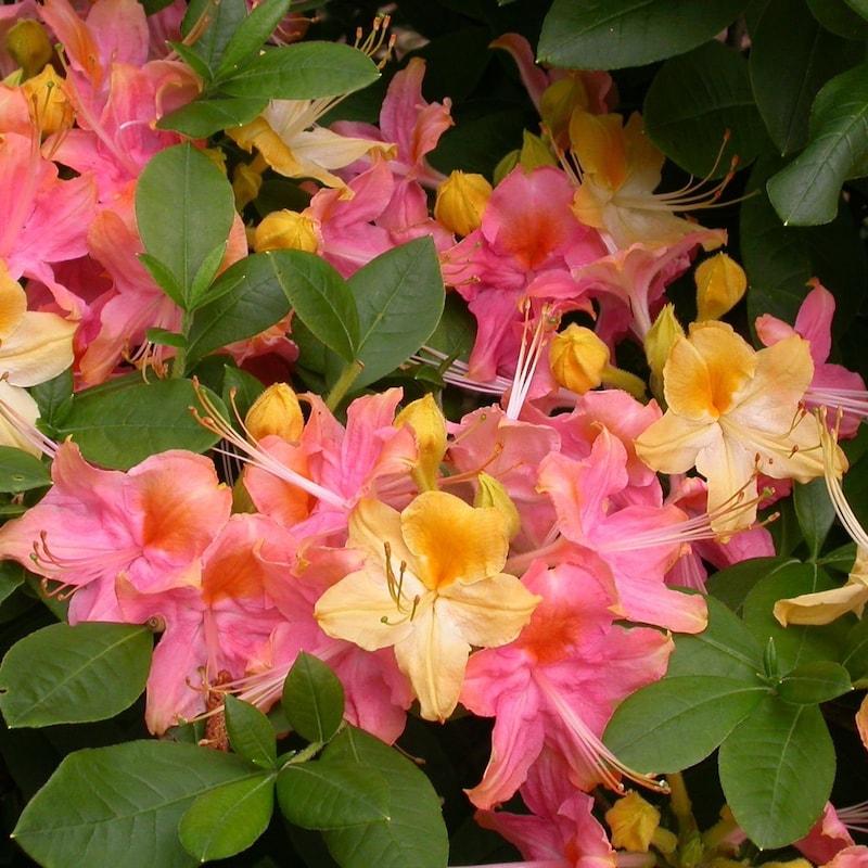 Encore Azaleas - Etsy