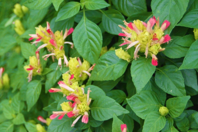 Fruit Cocktail Shrimp Plant~~well Rooted Starter Plant~~justicia ...