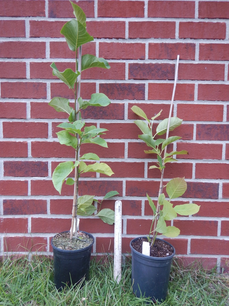 Genie~magnolia Hybrid Tree~deep Plum Purple Fragrant Blooms! 20-28 ...