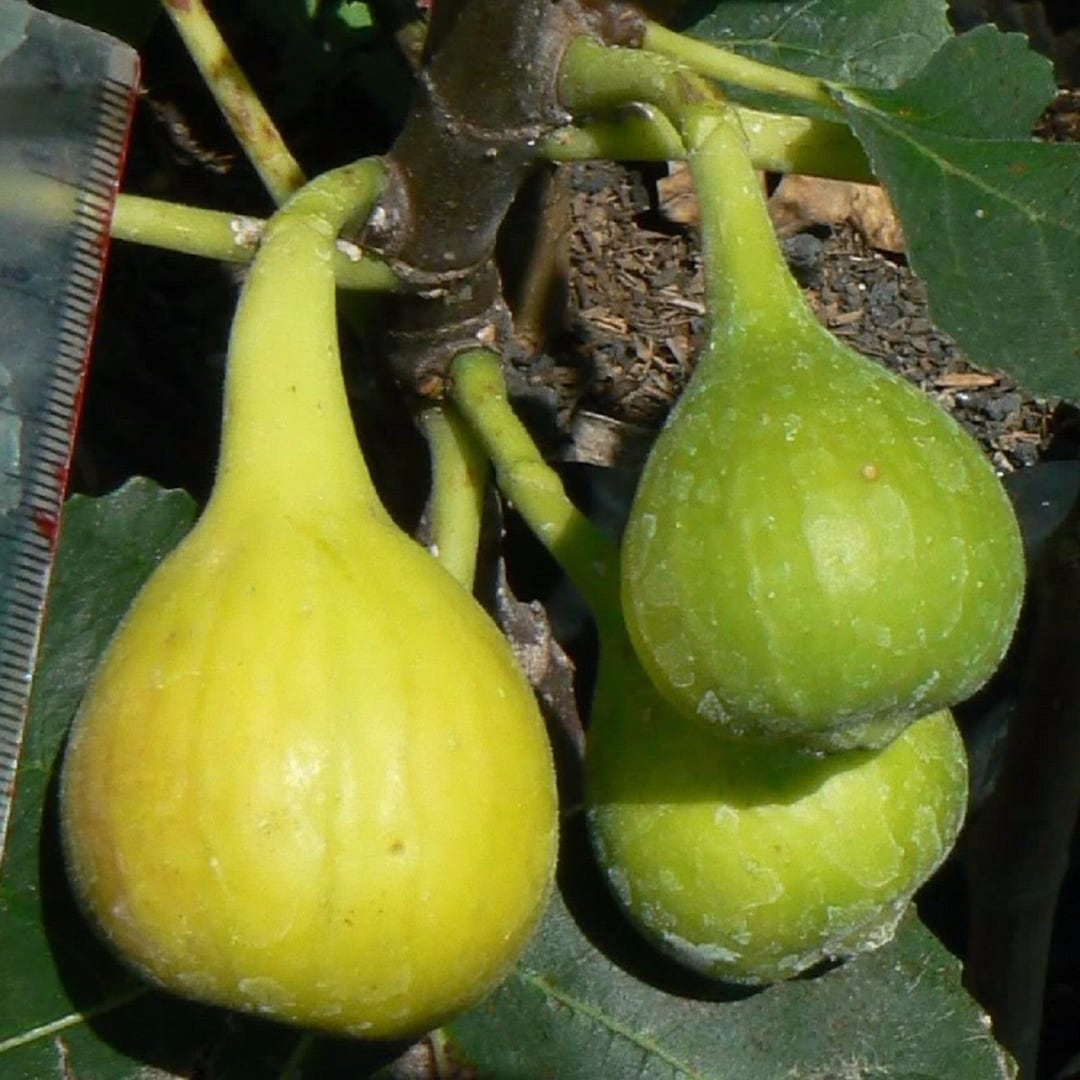 Yellow Long Neck Fig-ficus Carica - Live Well Rooted STARTER Plant - Etsy