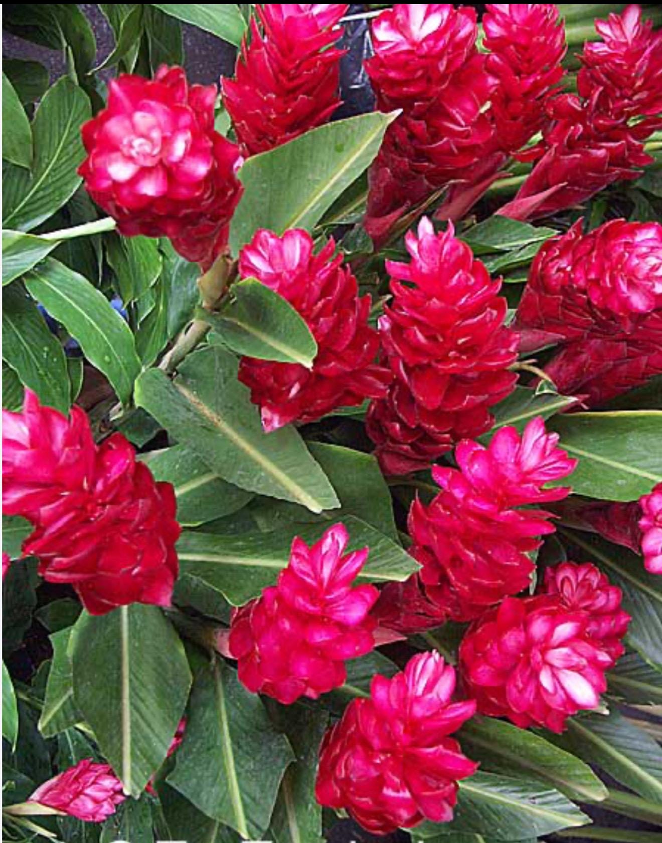 Hawaiian Red Ginger-alpinia Purpurata-small ROOTED STARTER Plant - Etsy