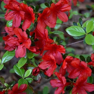 MIDNIGHT Flare~~azalea Rhododendron Deciduous Small Rooted Starter ...