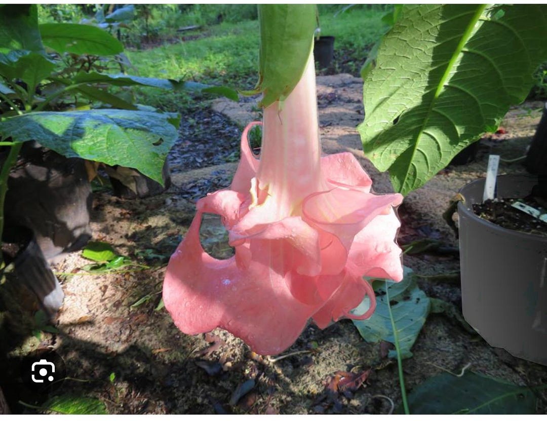 Blessed~~angels Trumpet Brugmansia Tropical Plant~~well Rooted STARTER ...