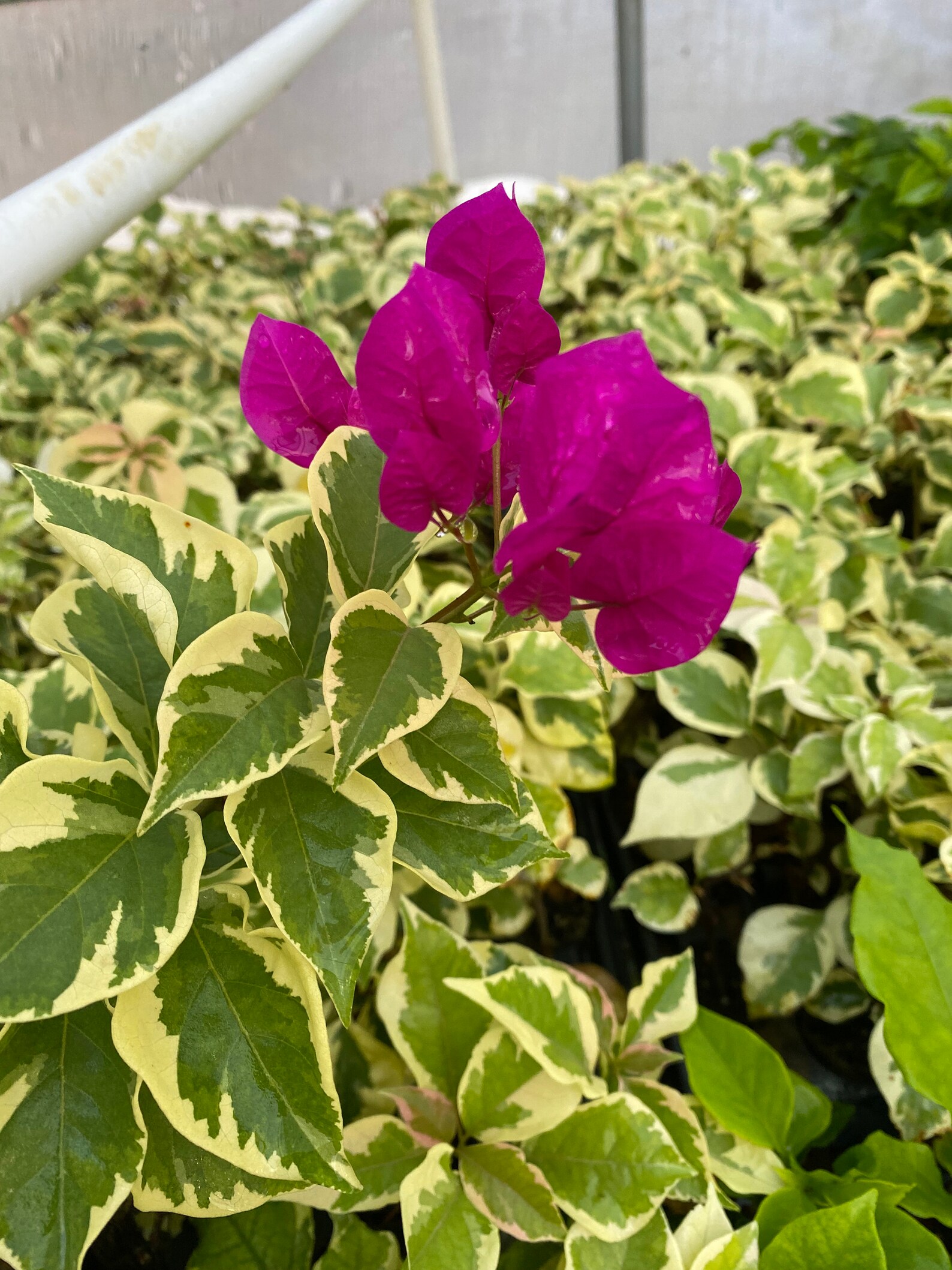 Vera Variegata Purple Bougainvillea Small Well Rooted Starter Plant ...