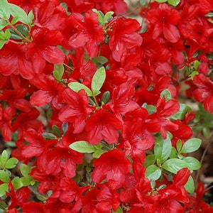 MIDNIGHT Flare~~azalea Rhododendron Deciduous Small Rooted Starter ...