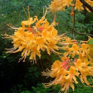 Very Rare~~fantastique~~aromi Azalea Rhododendron Hybrid~~deciduous ...