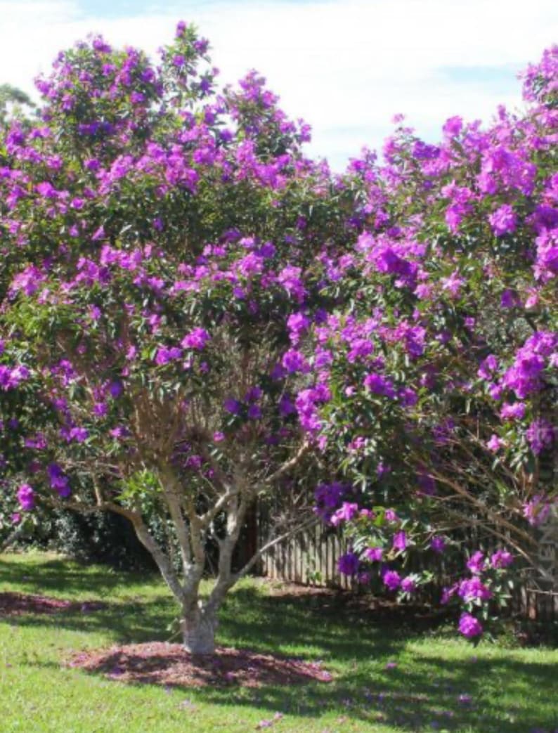 Princess Granulosa Purple Glory Tree~tibouchina Urvilleana Pleroma