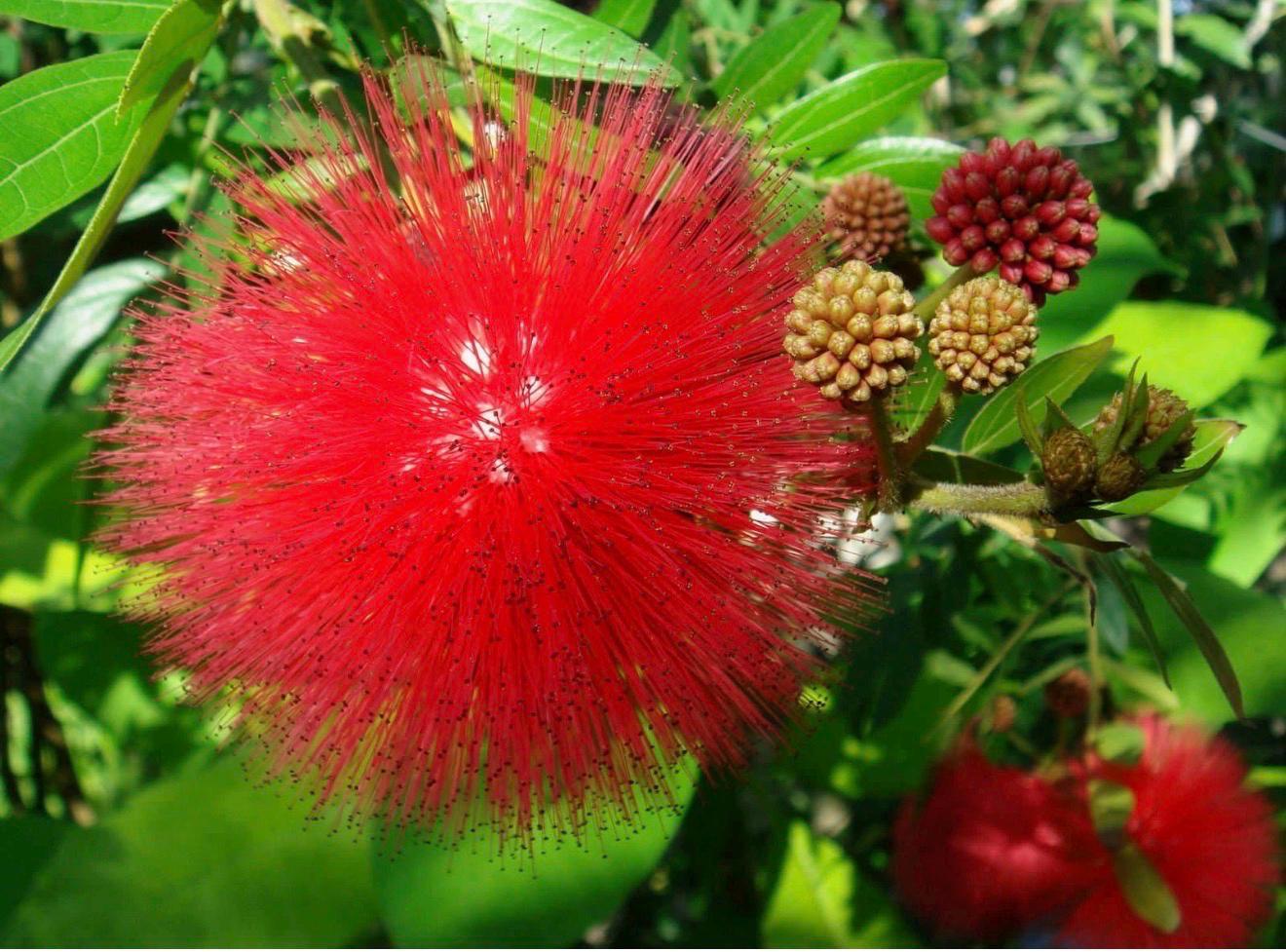 Red Dwarf Powder Puff~rooted Starter Plant~calliandra Haematocephala ...