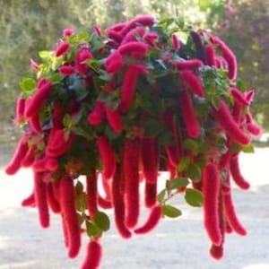 SUMMER LOVE** Acalypha Pendula CHENILLE Small Rooted Starter Plant**aka ...