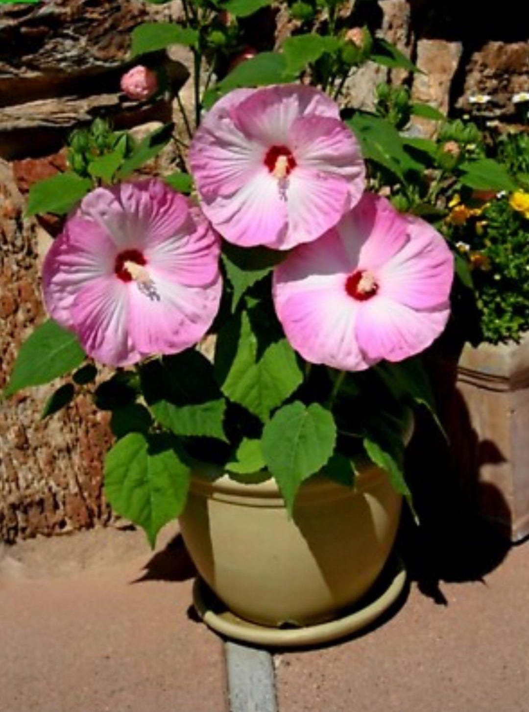 Luna Pink Swirl Hibiscus Moscheutos-small ROOTED STARTER Plant-profuse ...