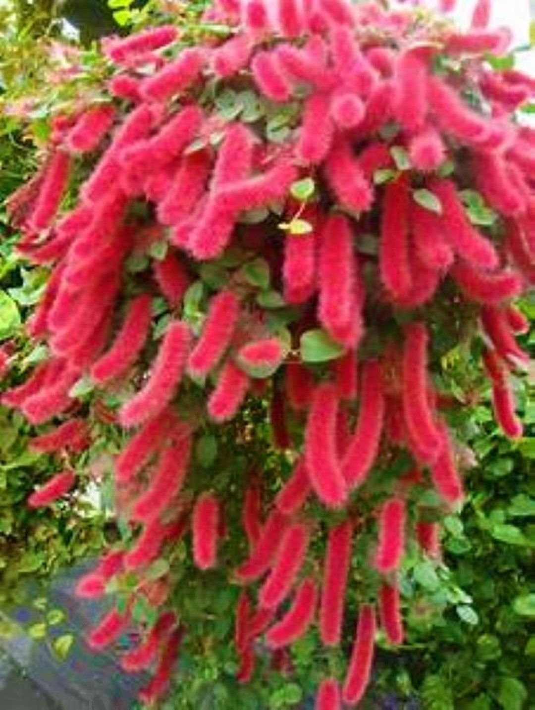 SUMMER LOVE** Acalypha Pendula CHENILLE Small Rooted Starter Plant**aka ...