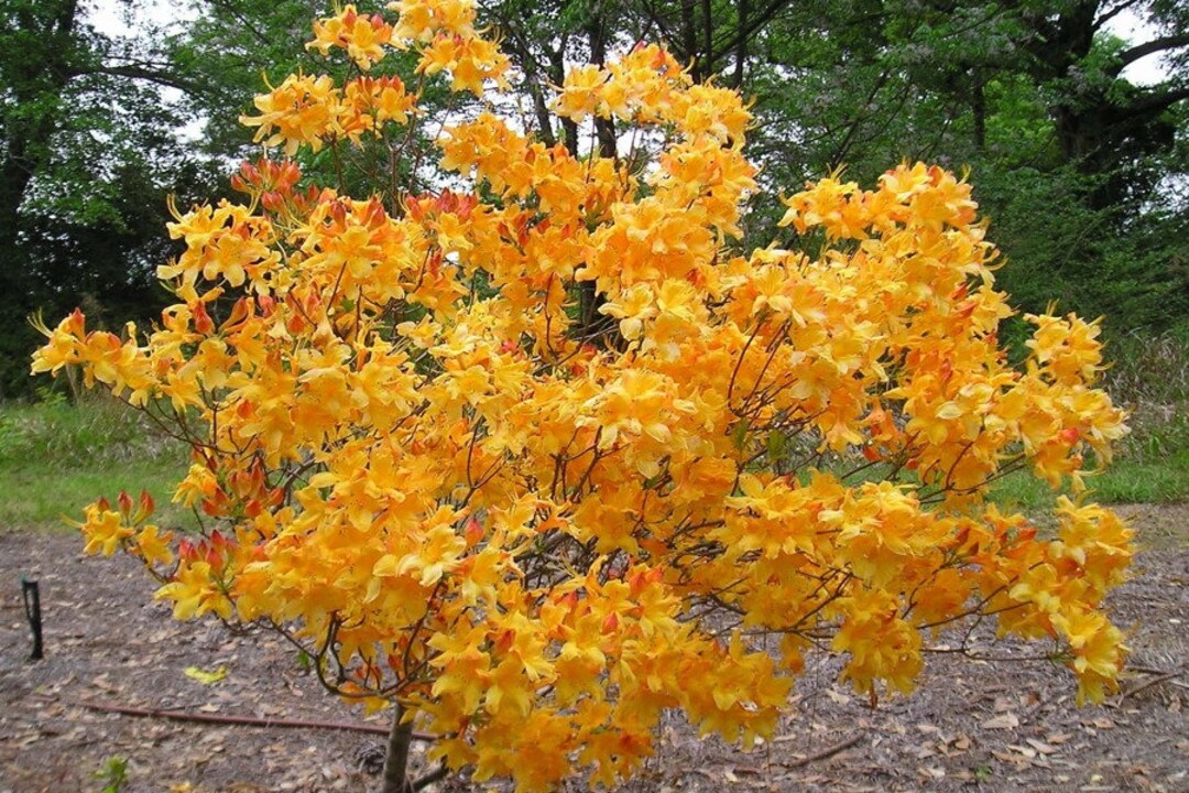 Fantastique~aromi Azalea Rhododendron Hybrid~ Starter Plant~~deciduous ...