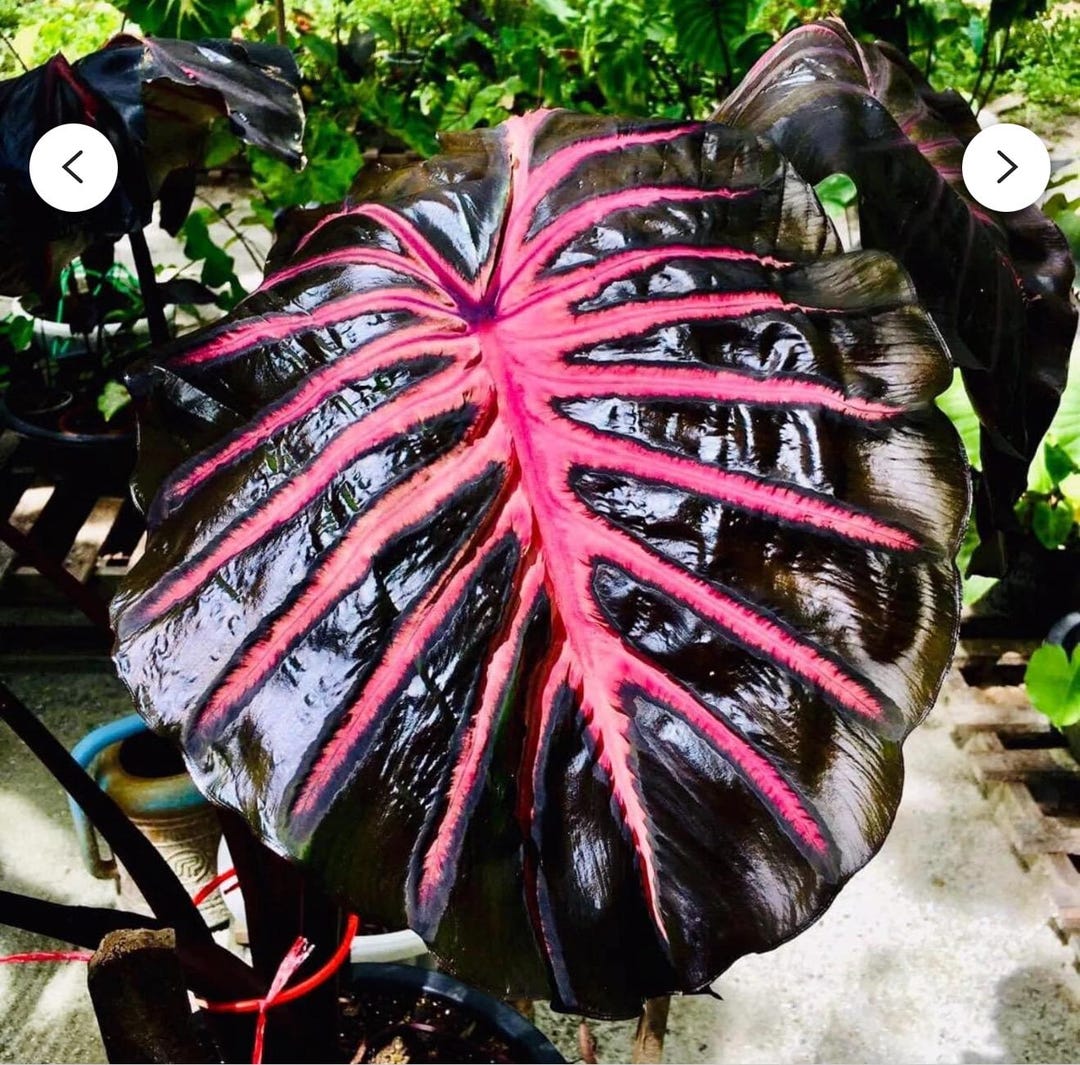 Black Lava - Colocasia Esculenta- Elephant Ear - SMALL ROOTED STARTER ...