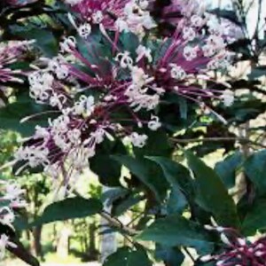 Shooting Star Tree AKA Starburst Tree ~~ Clerodendrum Quadriloculare ...
