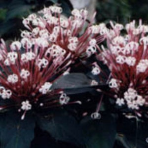 Shooting Star Tree AKA Starburst Tree ~~ Clerodendrum Quadriloculare ...