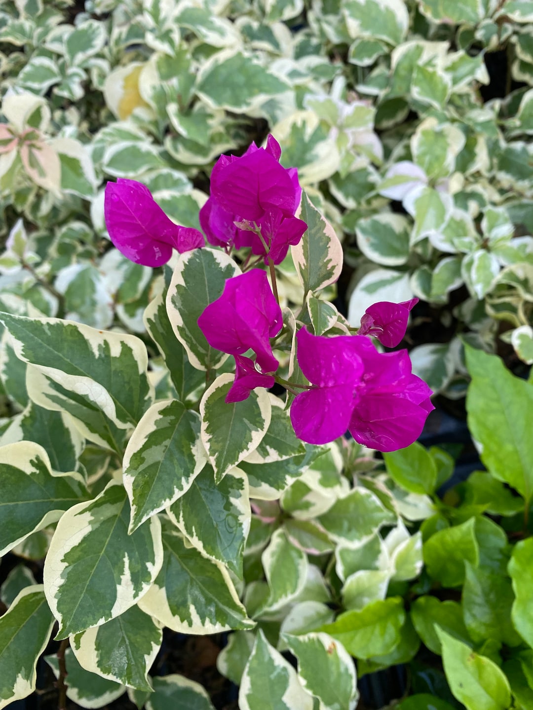 Vera Variegata Purple Bougainvillea Small Well Rooted Starter Plant ...