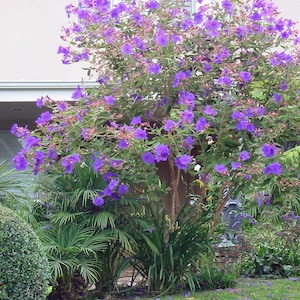 Princess Granulosa Purple Glory Tree~tibouchina Urvilleana Pleroma ...