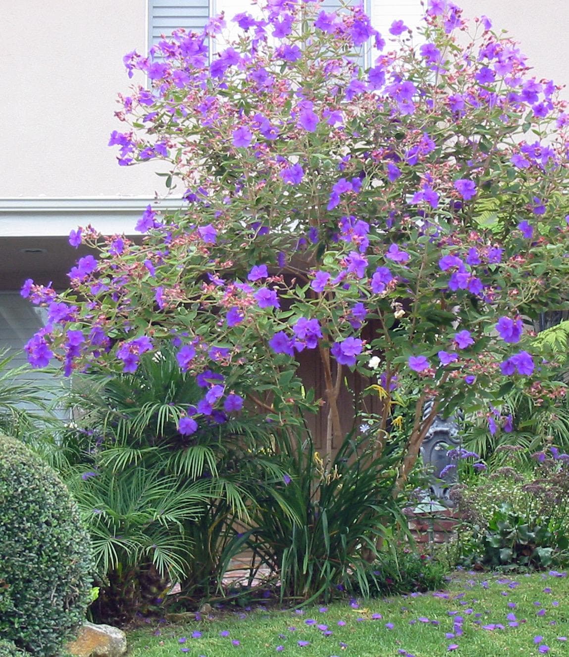 Princess Granulosa Purple Glory Tree~tibouchina Urvilleana Pleroma ...