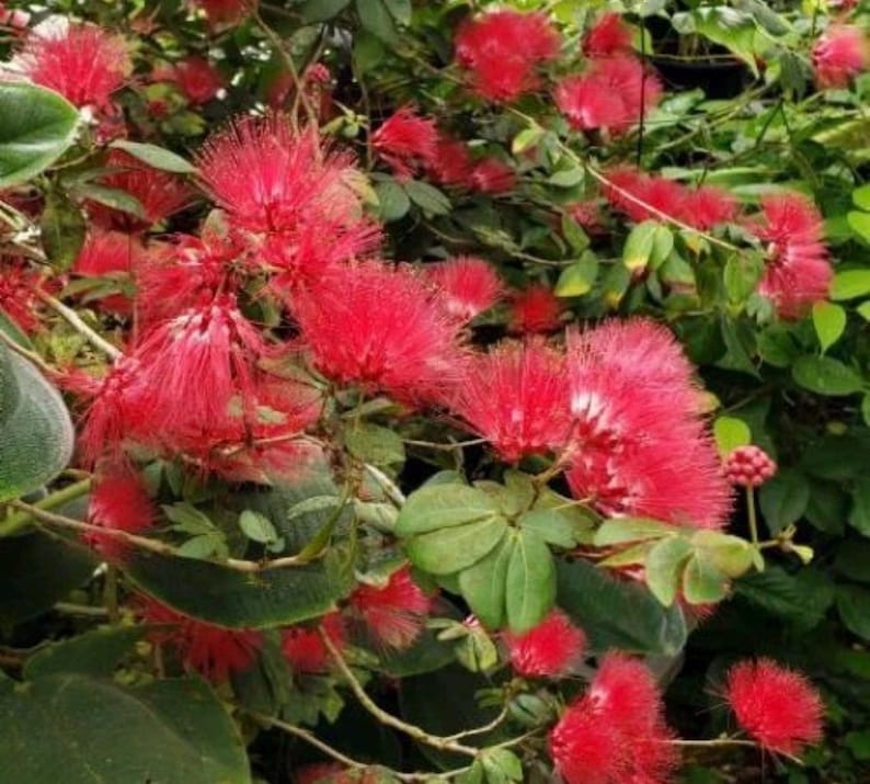 Red Dwarf Powder Puff~rooted Starter Plant~calliandra Haematocephala ...