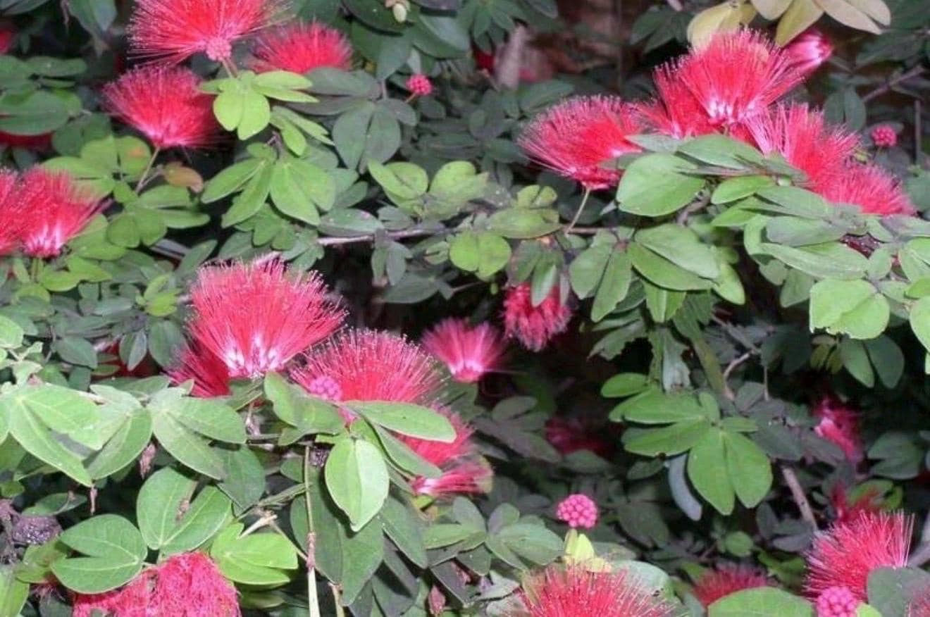 Red Dwarf Powder Puff~rooted Starter Plant~calliandra Haematocephala ...