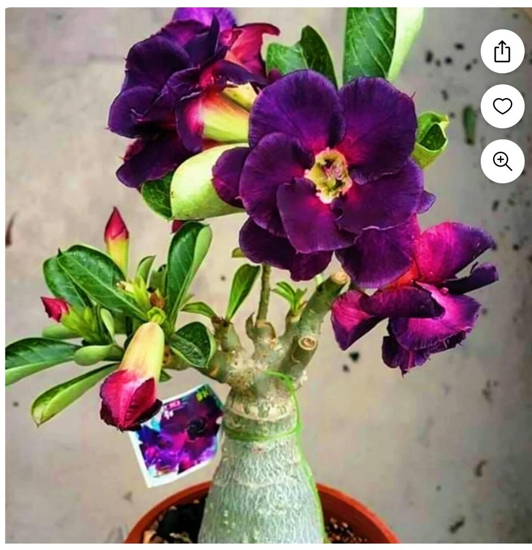 Purple Immortality~ Adenium Obesum Grafted Plant~desert Rose Plant *USA ...