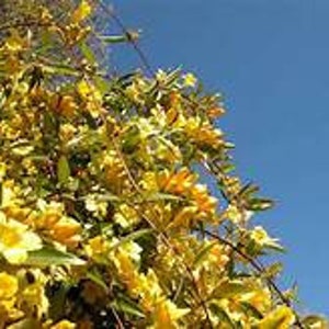 Bignonia Yellow Crossvine*rooted SMALL Rooted Starter Plant**attracts ...