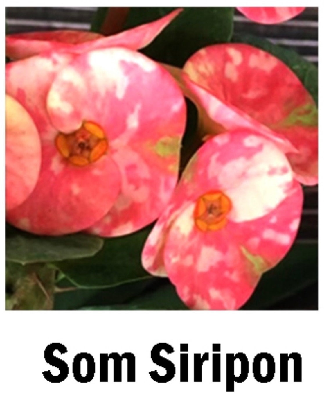 SOM Siriponi**crown of Thorns-euphorbia Milii**christ Plant**very Small ...