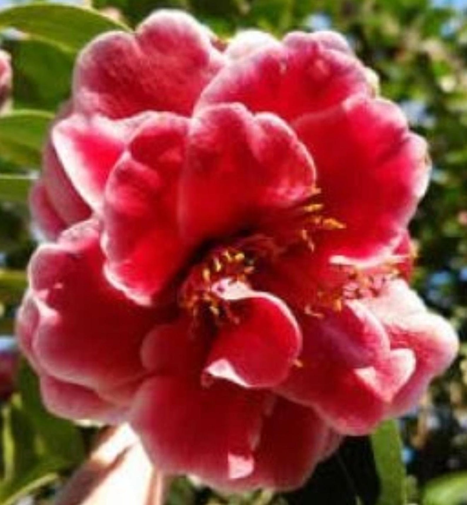 Tama Vino**unique Blooms**camellia Japonica-live Starter Plant - Etsy