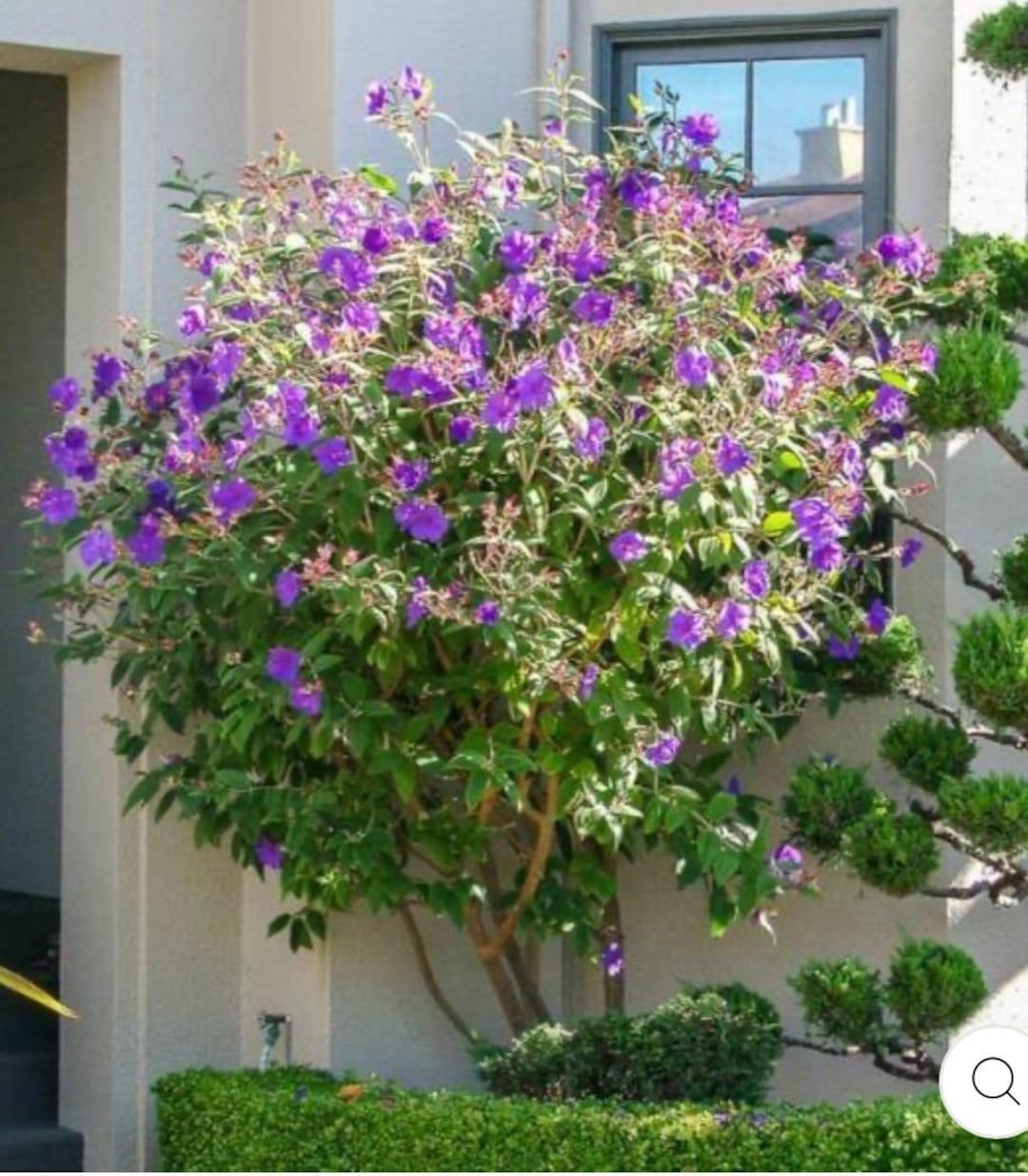 Princess Granulosa Purple Glory Tree~tibouchina Urvilleana Pleroma