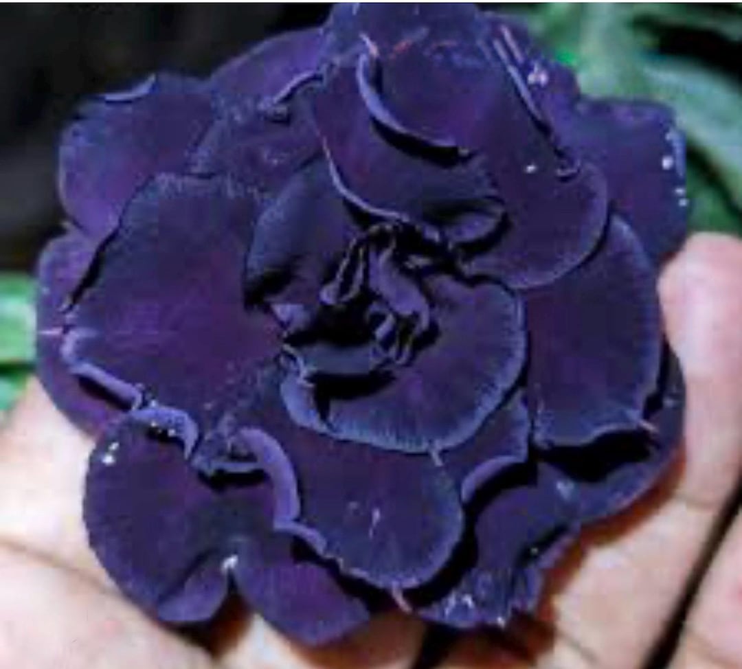 Taiwan Purple Aka Indigo Blue Desert Rose Adenium Obesum SMALL Rooted ...