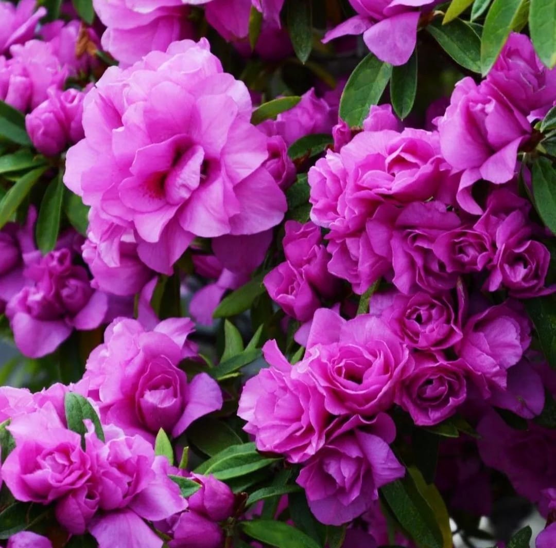 Amelia Rose~~azalea Rhododendron Small Rooted Starter Plant~~ - Etsy
