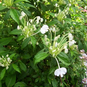MUSICAL Notes~~clerodendrum Incisum~~small Well Rooted Starter Plant ...