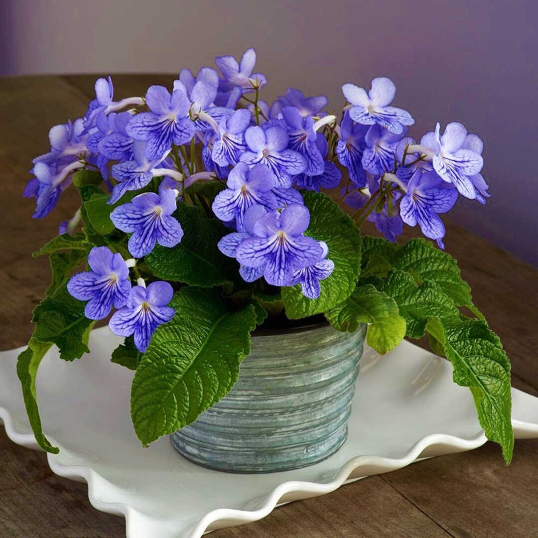 Blue Ice Cap Ladyslippers Cape Primrose Streptocarpus SMALL ROOTED ...