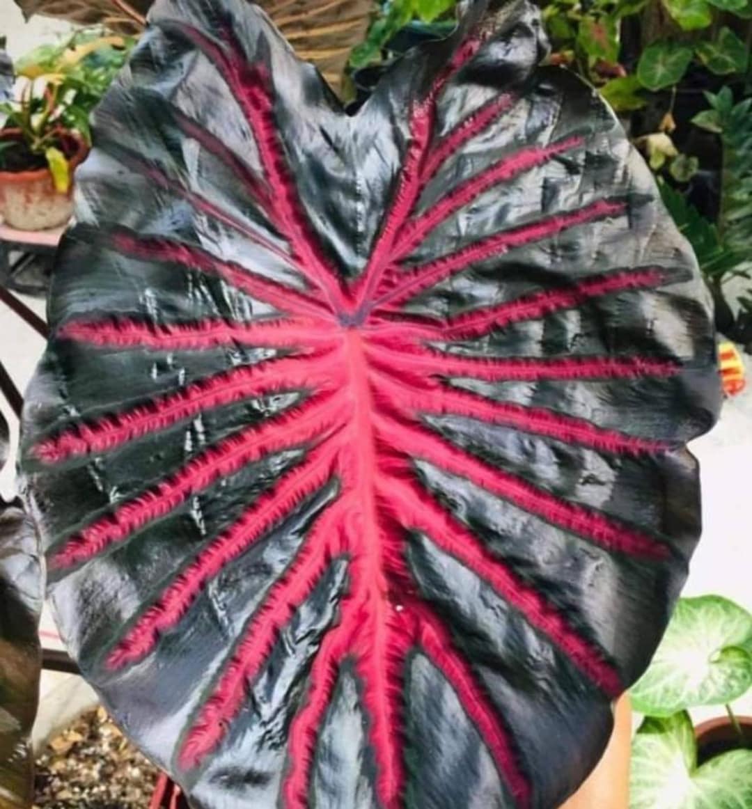 Black Lava - Colocasia Esculenta- Elephant Ear - SMALL ROOTED STARTER ...