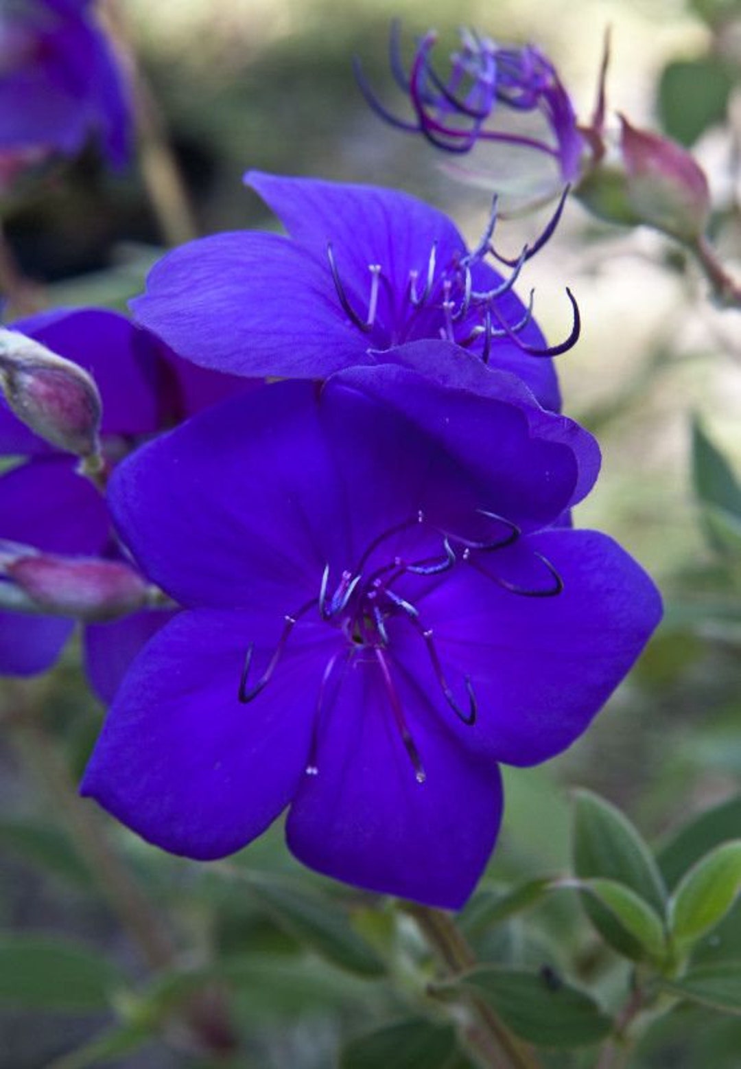 Athens Blue Princess Glory Bush Plant~~tibouchina Urvilleana~small ...