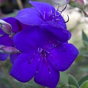 Athens Blue Princess Glory Bush Plant~~tibouchina Urvilleana~small ...